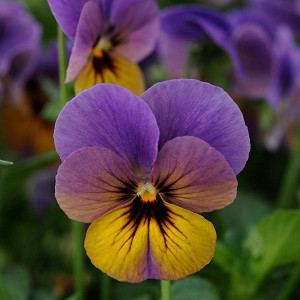 Viola glabella (Pioneer Violet)