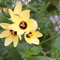 Ixia 'Spotlight' (Corn Lily)