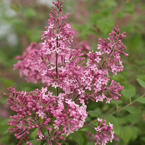 Syringa vulgaris 'Sensation' (Lilac)