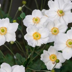 How To Grow Japanese Anemones