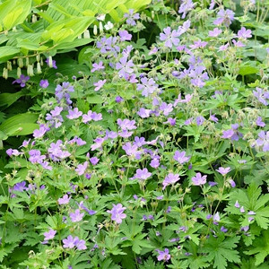 Great Hardy Geraniums for Shade