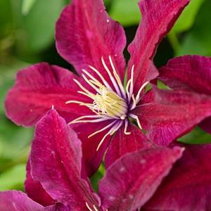 Great Clematis for the Coastal South Region