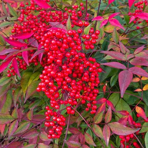 Attractive Evergreen Shrubs and Trees with Red Fruits and Berries