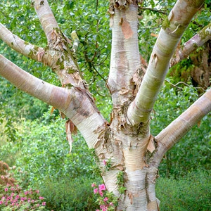 Shrubs and Trees with Attractive Winter Bark