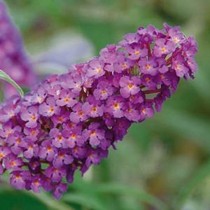 Buddleja davidii 'Buzz Magenta Improved' (Butterfly Bush)