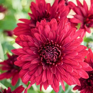 Chrysanthemum 'Rhumba'
