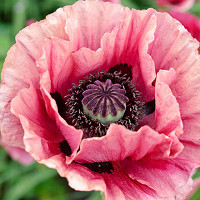 Papaver orientale 'Eye Catcher' (Oriental Poppy)