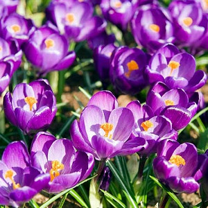 Crocus vernus 'Jeanne d'Arc' (Dutch Crocus)
