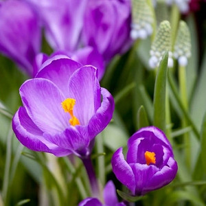 Crocus vernus 'Jeanne d'Arc' (Dutch Crocus)
