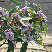 Daphne cneorum (Garland Flower)