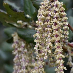 Garrya elliptica (Silk Tassel Bush)