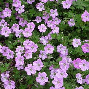 Long-Blooming Hardy Geraniums for your Garden