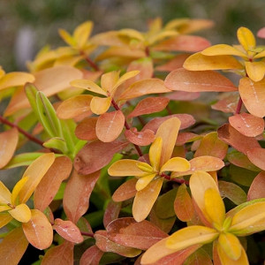Hypericum kalmianum Sunny Boulevard® (Kalm St. John's Wort)