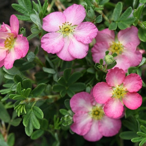 Potentilla fruticosa 'Pink Beauty' (Shrubby Cinquefoil)