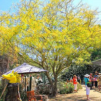 Parkinsonia florida (Blue Paloverde)
