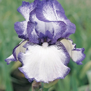 Fabulous Reblooming Bearded Irises