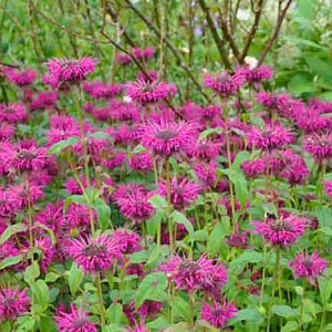 Compare all Monarda - Bee Balms