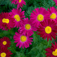 Tanacetum cinerariifolium (Pyrethrum Daisy)
