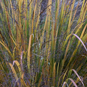Panicum virgatum 'Shenandoah' (Switch Grass)