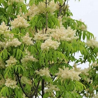 Fraxinus excelsior (European Ash)