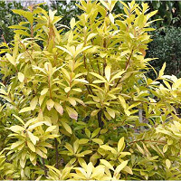 Illicium anisatum (Japanese Anise)
