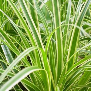 Pretty Sedges for your Containers