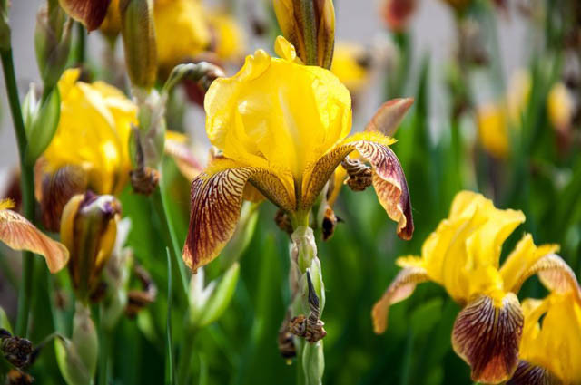 Iris 'Rajah' (Bearded Iris)