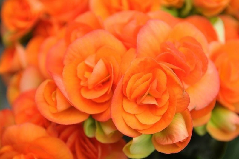 Begonia 'Nonstop Orange'