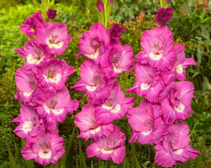 Gladiolus 'Rhapsody in Blue' (Sword-Lily)
