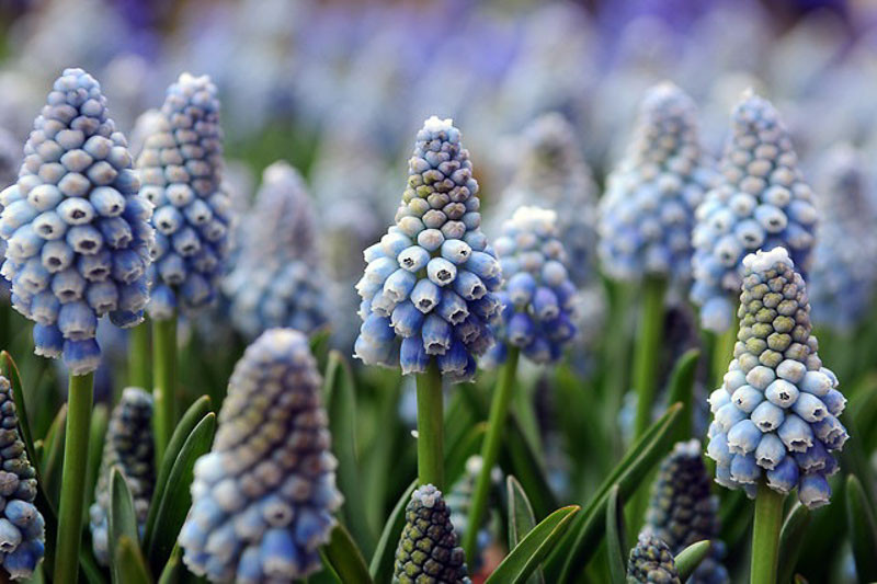 Muscari aucheri 'Ocean Magic' (Grape Hyacinth)