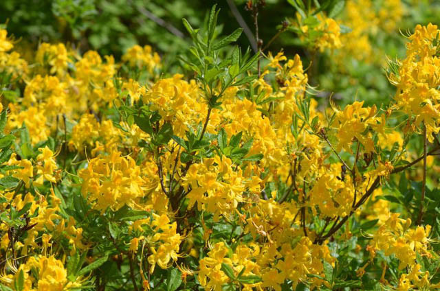 Rhododendron luteum (Pontic Azalea)