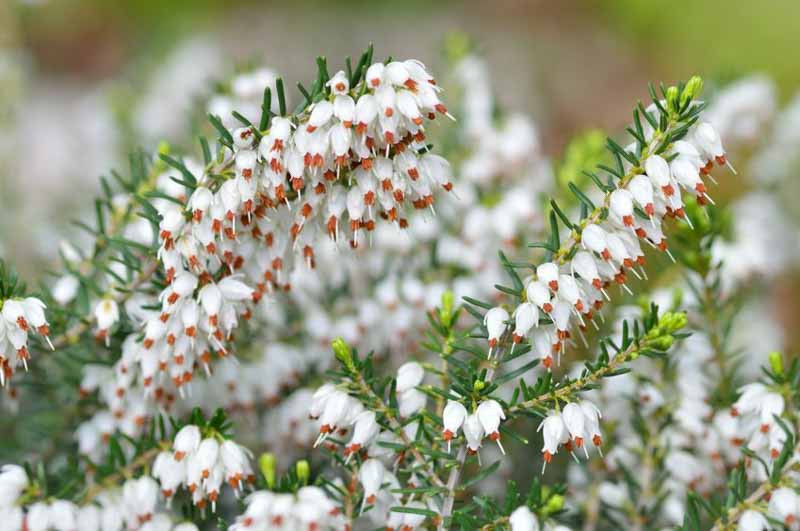 Erica carnea 'Ice Princess' (Winter Heath)