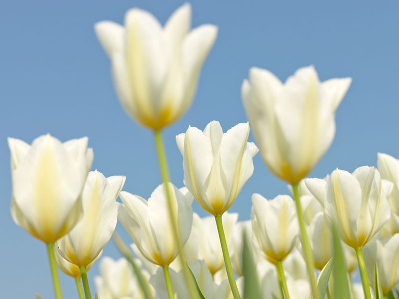 Tulipa 'White Triumphator' (Lily-Flowered Tulip)