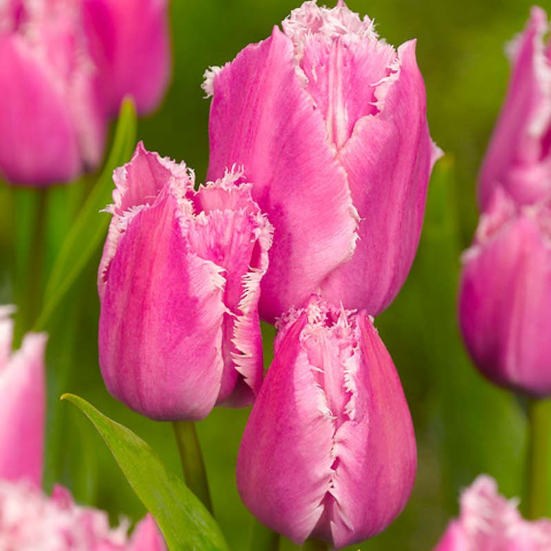 Tulipa 'Fringed Family' (Fringed Tulip)