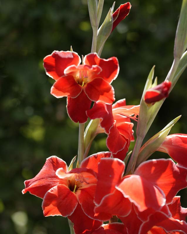 Gladiolus 'Atom' (Sword-Lily)