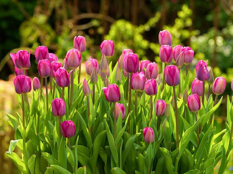 Tulipa 'Roussillon' (Triumph Tulip)