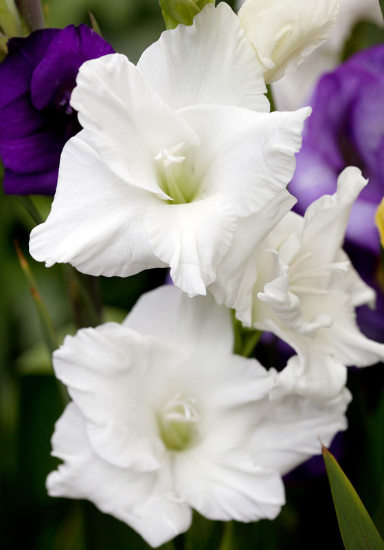 Gladiolus 'White Prosperity' (Sword-Lily)