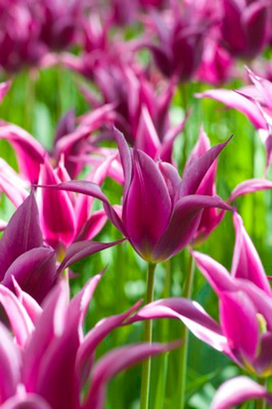 Tulipa 'Maytime' (Lily-Flowered Tulip)