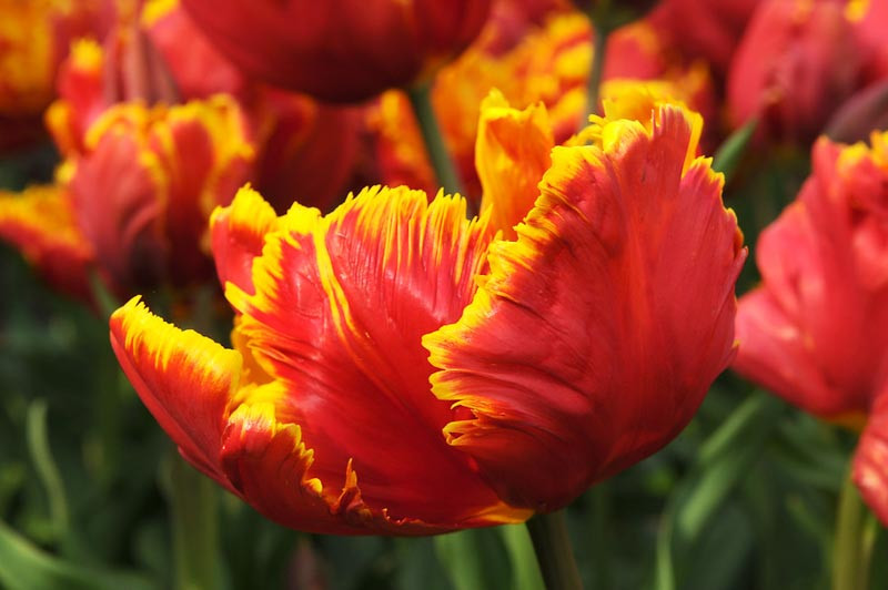 Tulipa 'Bright Parrot' (Parrot Tulip)