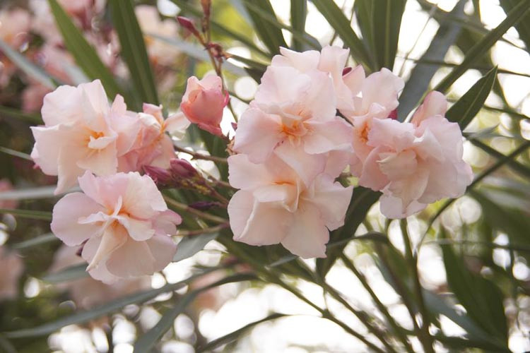 Nerium oleander 'Provence' (Oleander)