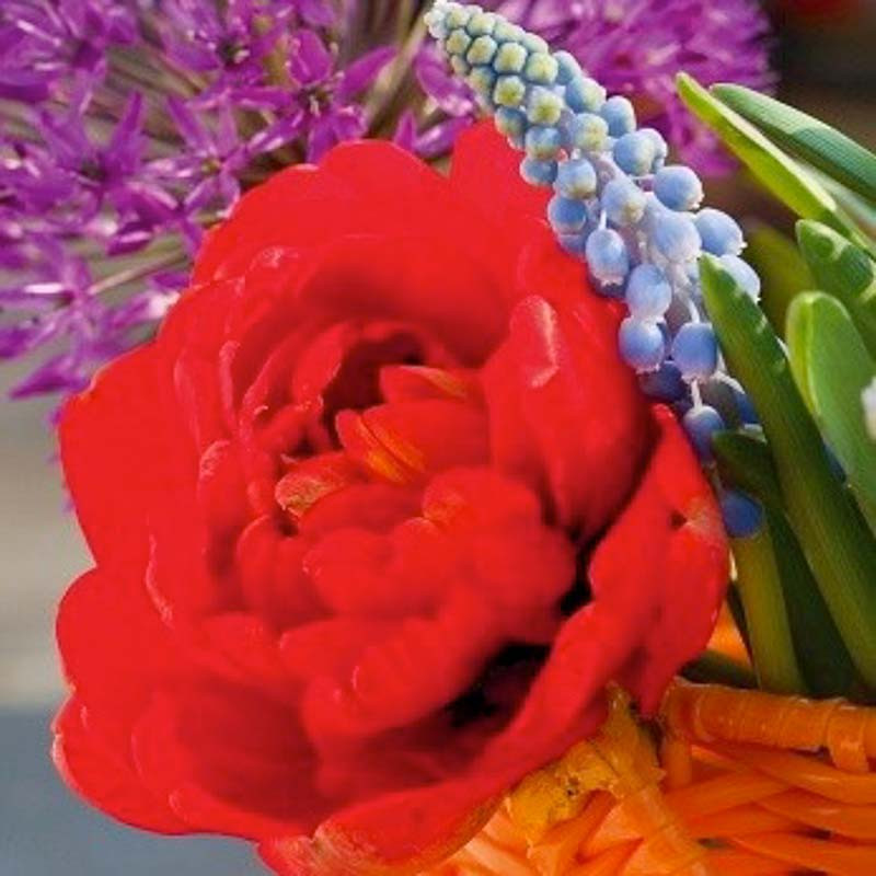 Tulipa 'Miranda' (Double Late Tulip)