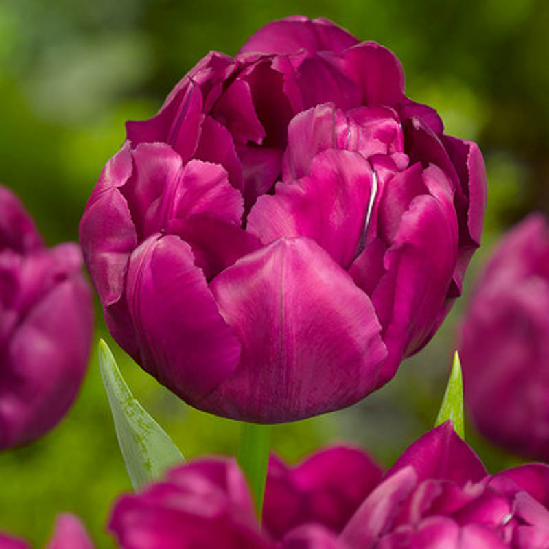 Tulipa 'Royal Acres' (Double Early Tulip)