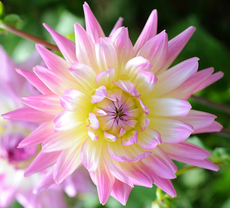 Dahlia 'April Dawn'