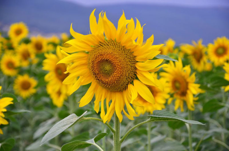 Helianthus annuus 'Russian Mammoth' (Common Sunflower)