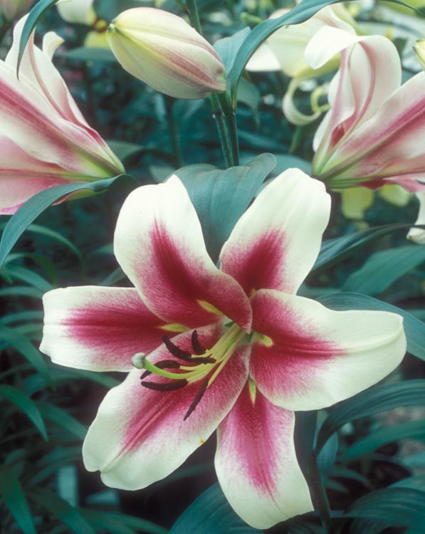 Lilium 'Altari' (Orienpet Lily)