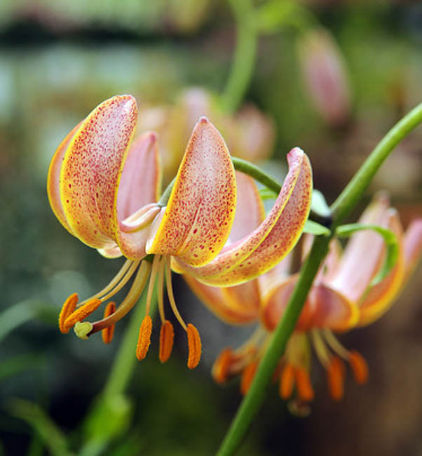 Lilium 'Sunny Morning' (Martagon Lily)