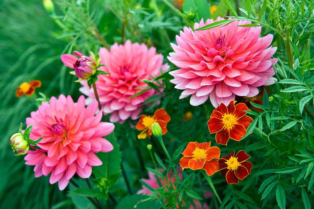 Dahlia 'Karma Fuchsiana'