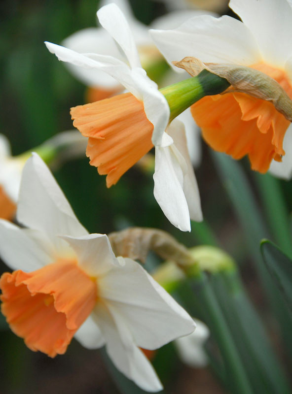 Narcissus 'Romance' (Large-Cupped Daffodil)