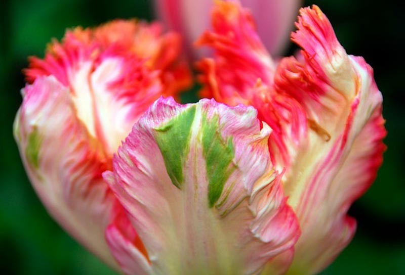 Tulipa 'Apricot Parrot' (Parrot Tulip)