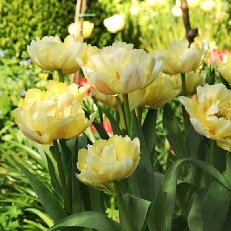 Tulipa 'Verona' (Double Early Tulip)